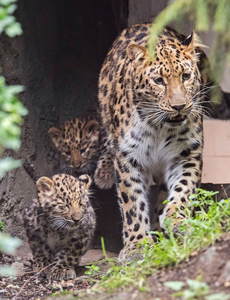Two adorable baby leopard cubs at German zoo - News18