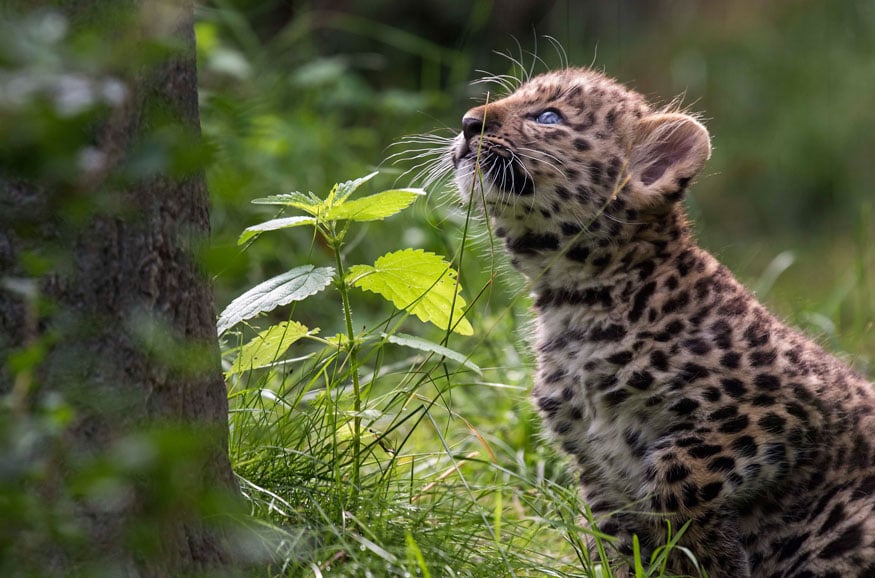 Two adorable baby leopard cubs at German zoo - News18