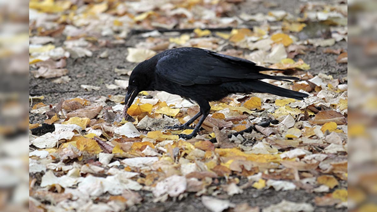 'Intelligent' Crows Trained to Pick Up Litter at French Historic Theme ...