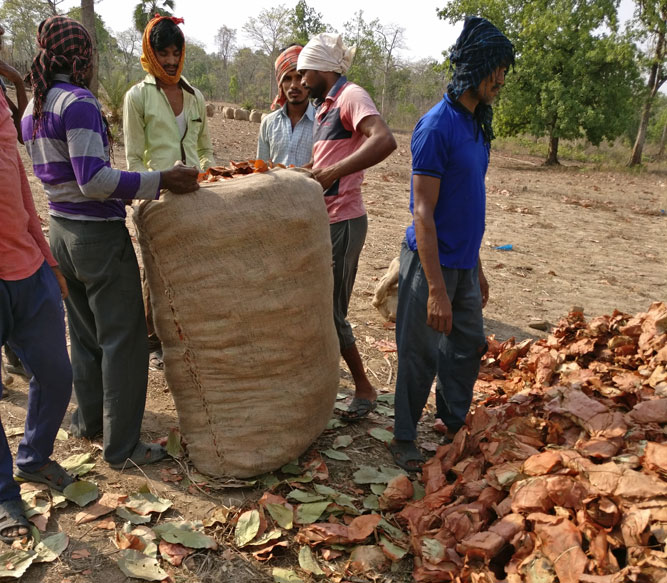 In Bastar, Maoists Make a Killing From Tendu Patta Trade | India News ...