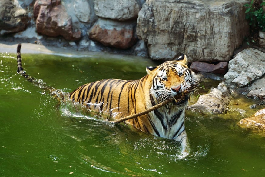 Animal Stars of the Week - News18