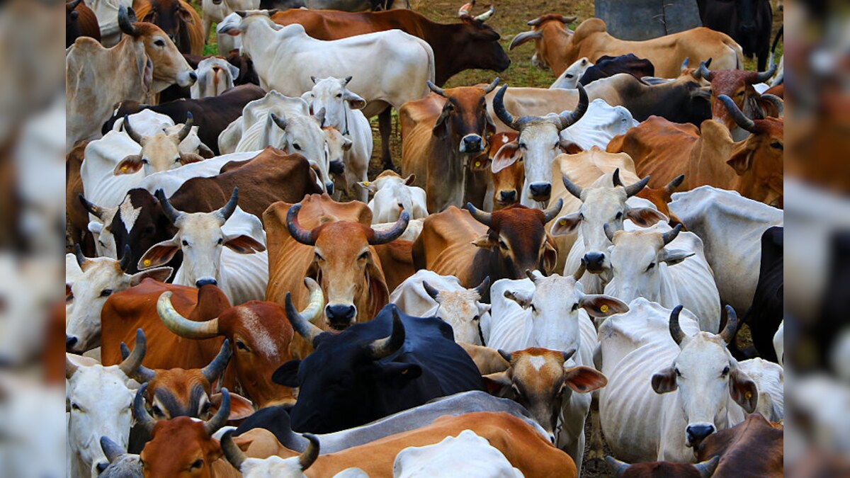 'Qurbani' of Cow, Buffalo, Camel, Ox in UP to Invite Gangsters Act - News18