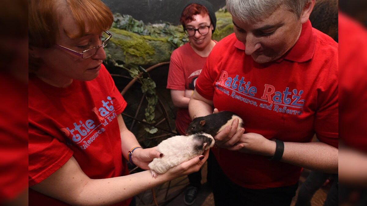 San Francisco Celebrates its History with a Plague of Rats in New ...