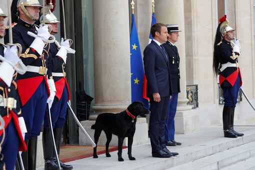 France's Emmanuel Macron Finds Nemo, His New Canine Companion - News18