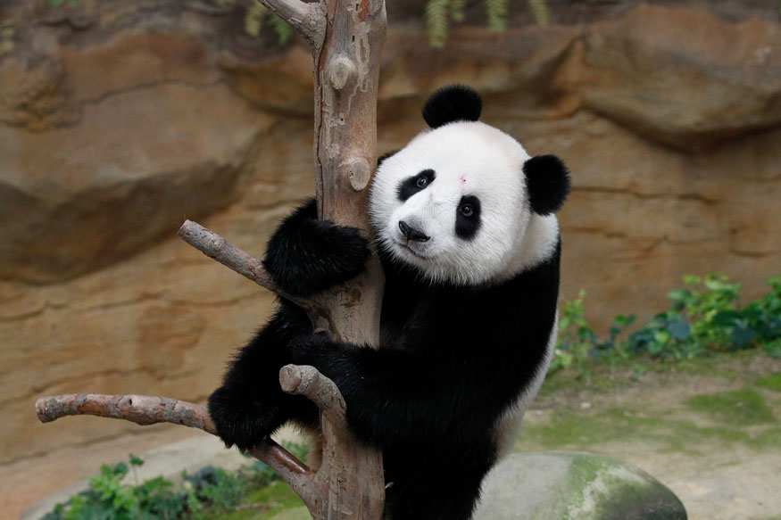 Panda Cub Nuan Nuan's 2nd birthday celebration in Malaysia Zoo - News18