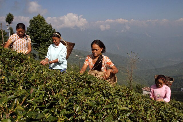 Gorkha Body Appeals for 20% Bonus to Darjeeling Tea Workers in West ...