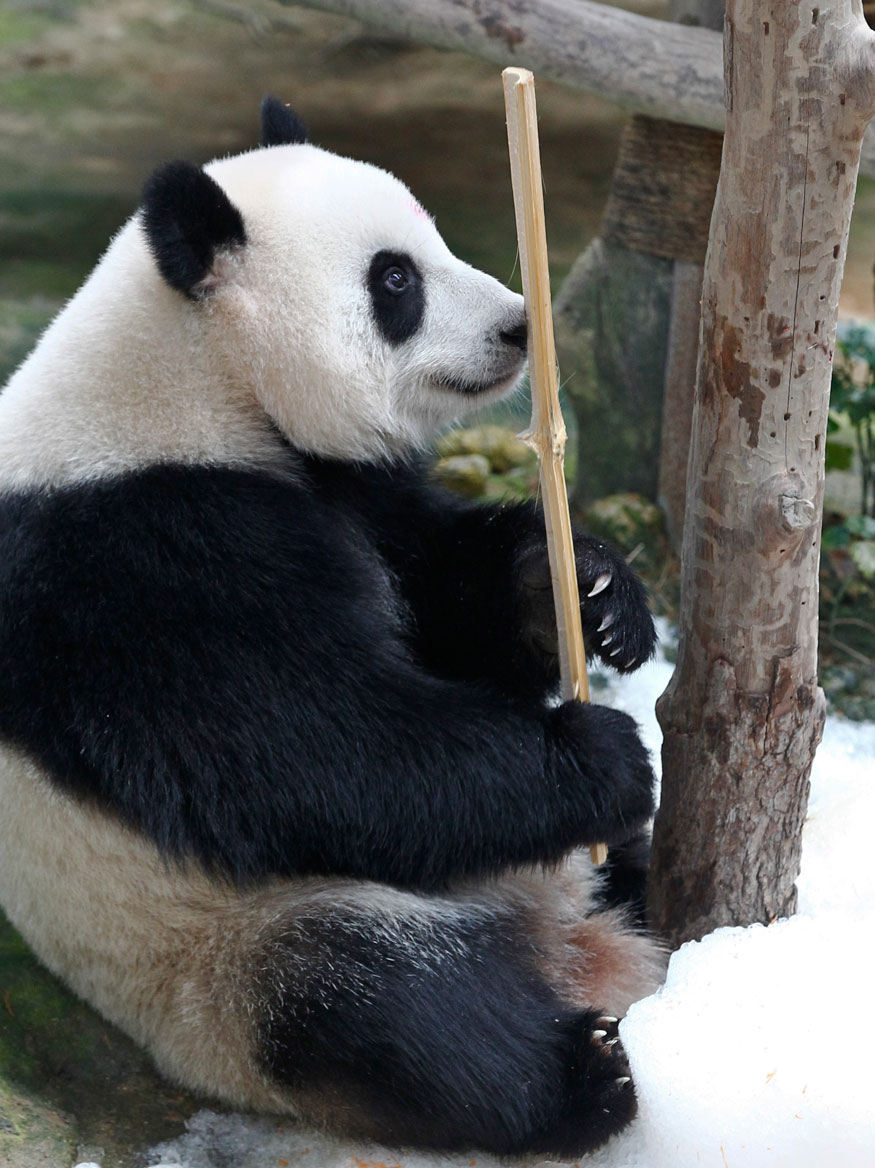 Panda Cub Nuan Nuan's 2nd birthday celebration in Malaysia Zoo - News18