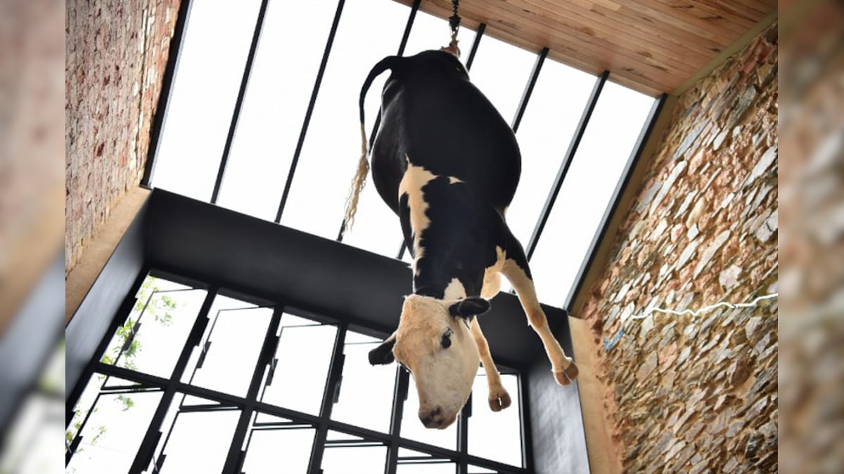 Hanging Cow at Australia Restaurant Sparks Controversy
