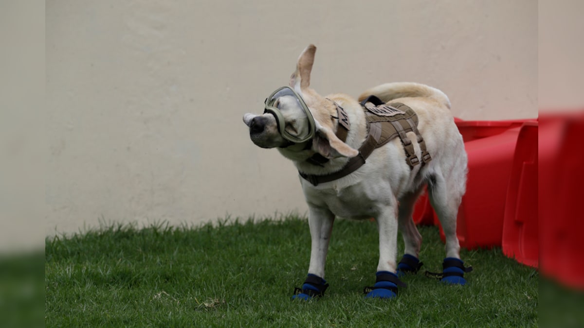 Mexican Rescue Dog Frida – The Symbol of Earthquake Hope - News18