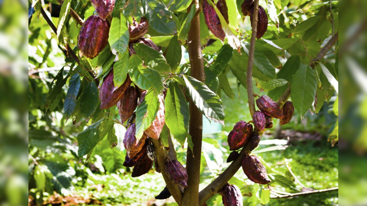 Chocolate Industries Causing Major Deforestation in West Africa: Report ...