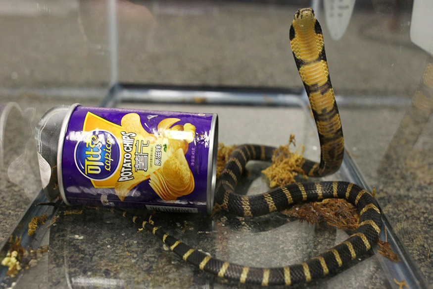 BUSTED! 30 Most Outrageous Animal Smuggling Attempts - News18