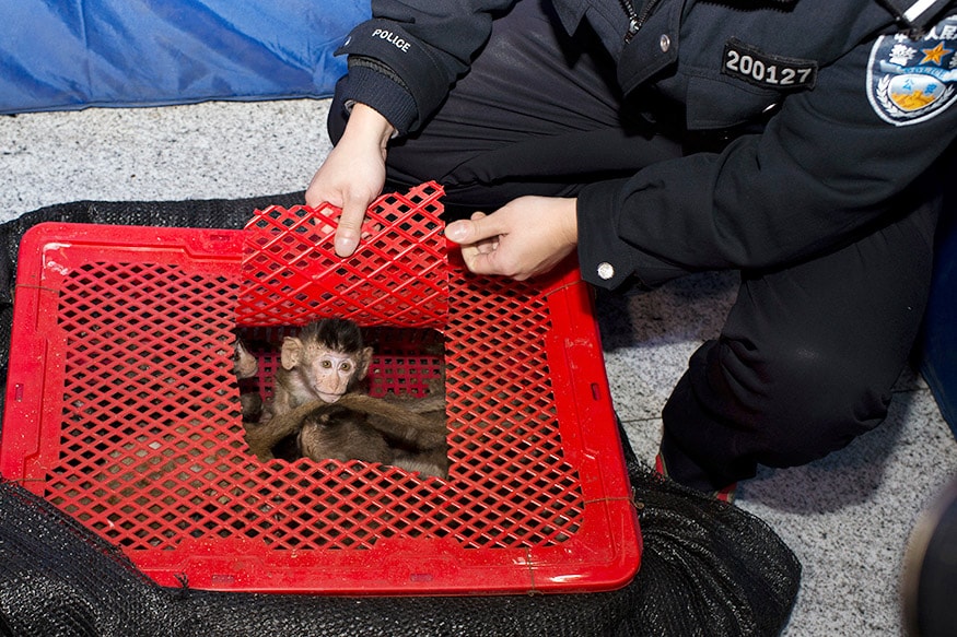 BUSTED! 30 Most Outrageous Animal Smuggling Attempts - News18