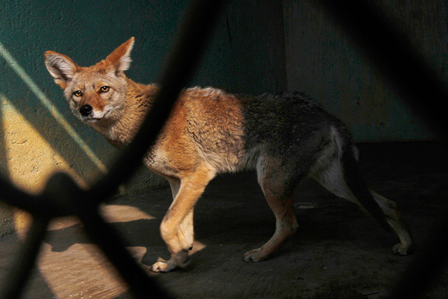 BUSTED! 30 Most Outrageous Animal Smuggling Attempts - News18