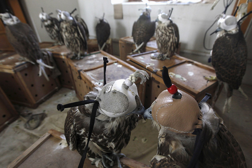 BUSTED! 30 Most Outrageous Animal Smuggling Attempts