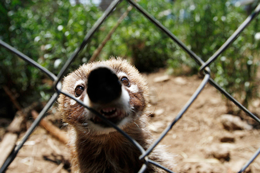 BUSTED! 30 Most Outrageous Animal Smuggling Attempts