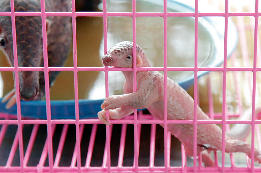 BUSTED! 30 Most Outrageous Animal Smuggling Attempts - News18