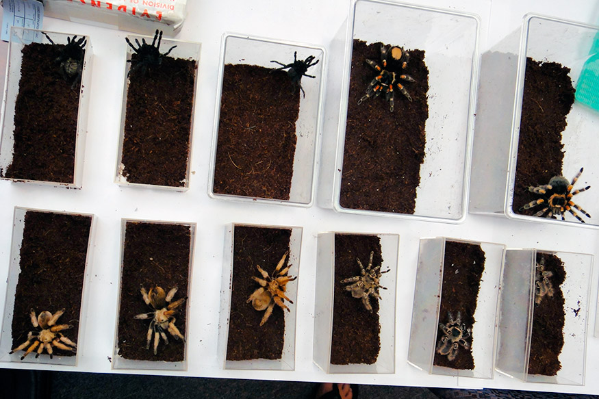 BUSTED! 30 Most Outrageous Animal Smuggling Attempts