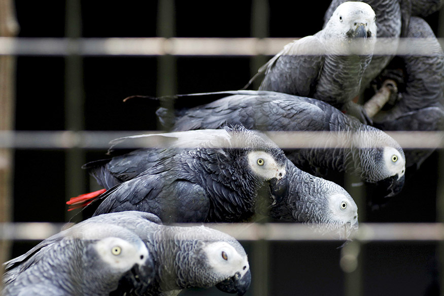 BUSTED! 30 Most Outrageous Animal Smuggling Attempts - Photogallery