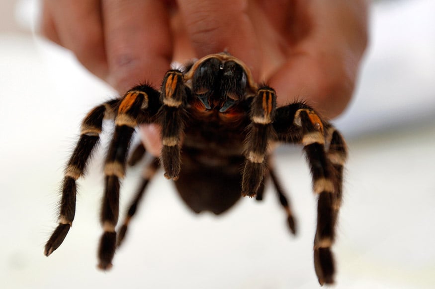 BUSTED! 30 Most Outrageous Animal Smuggling Attempts - News18