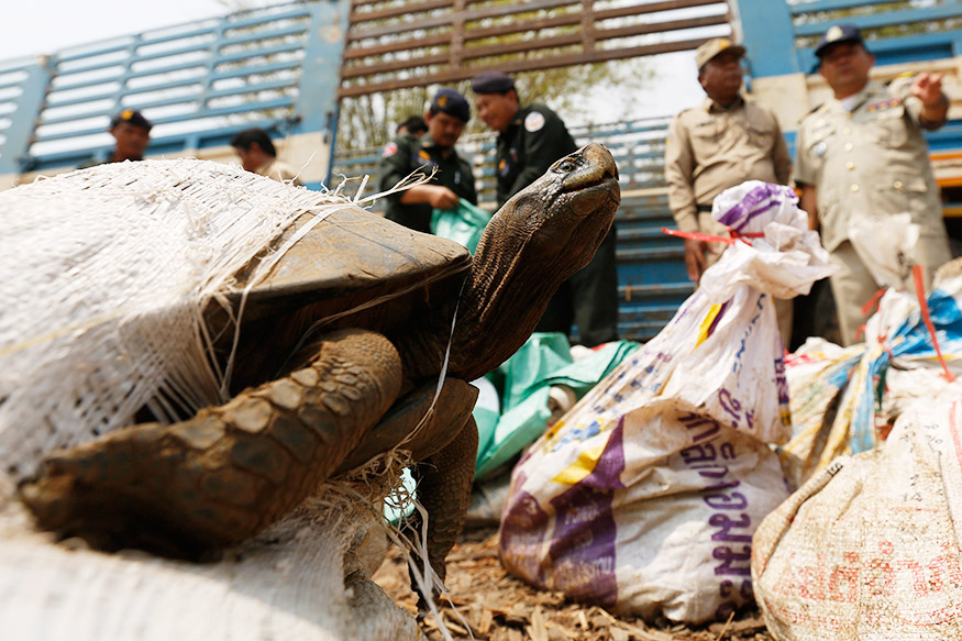 BUSTED! 30 Most Outrageous Animal Smuggling Attempts - News18
