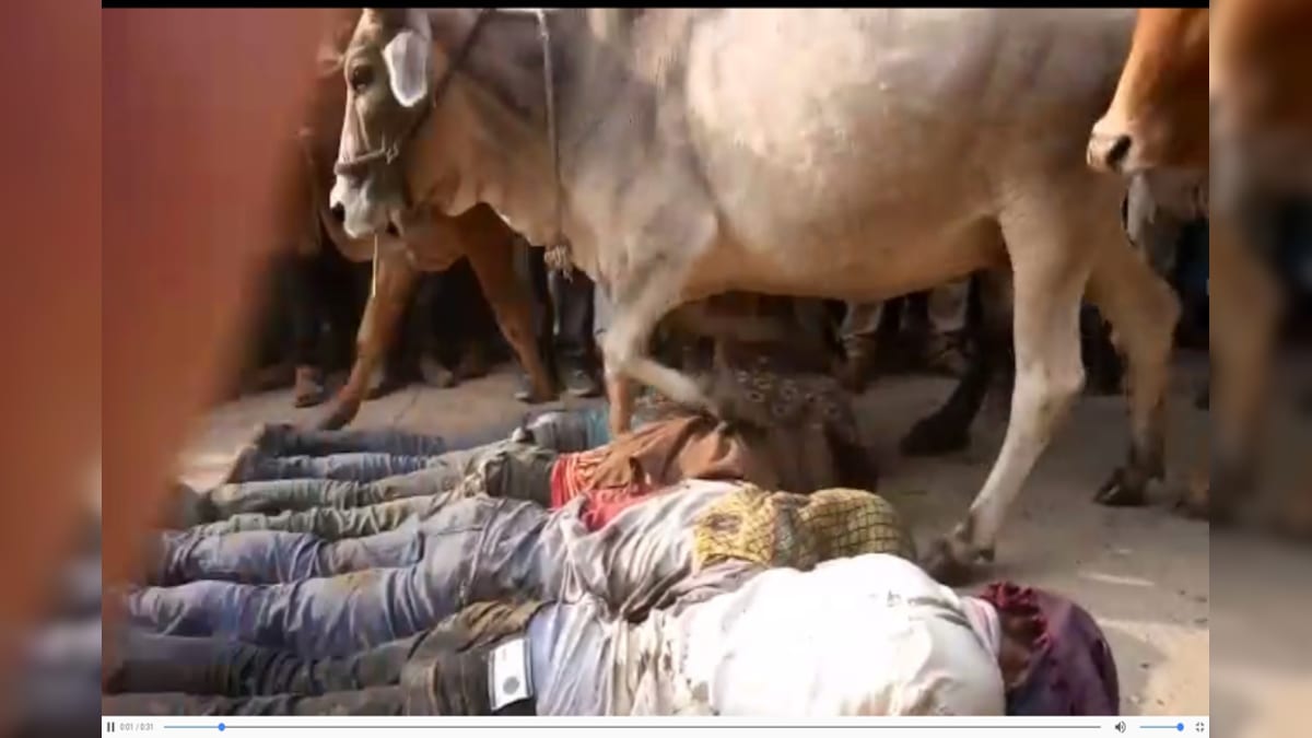 MP Villagers Allow Hundreds of Cows to Trample Them in Bizarre Ritual ...