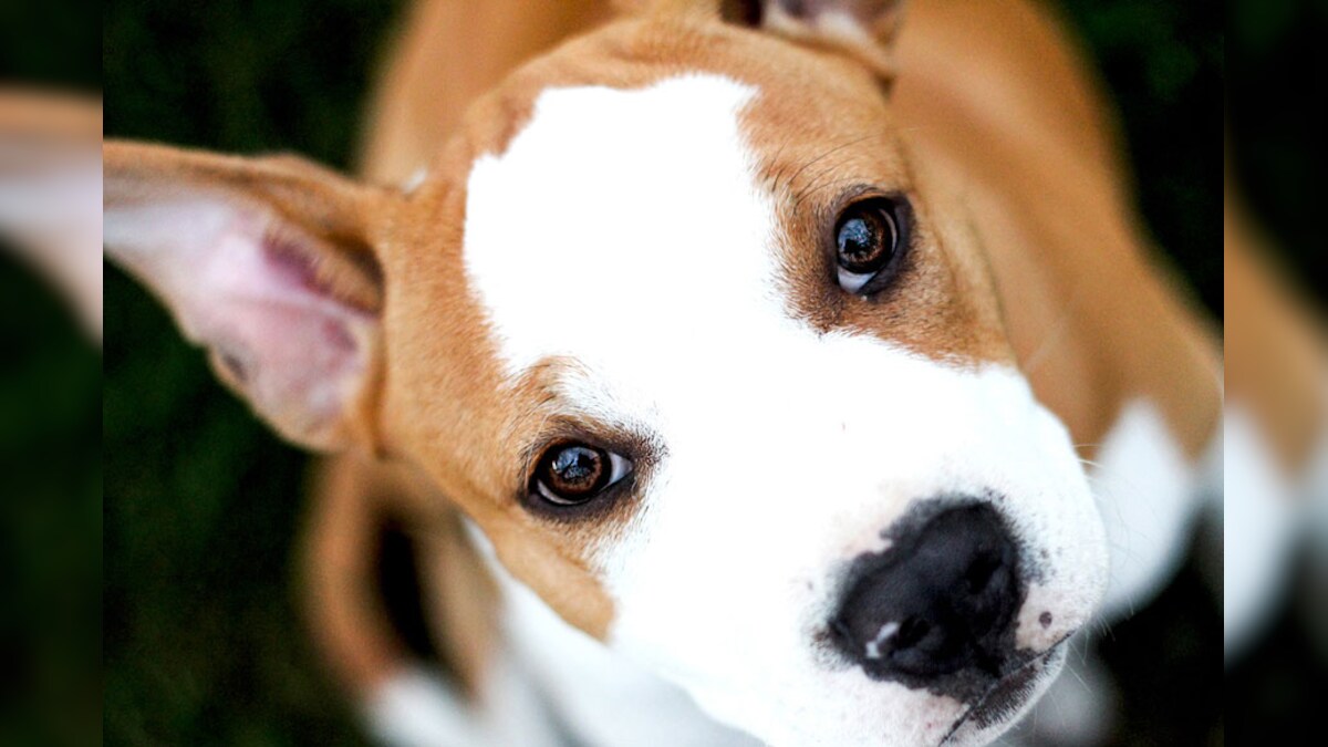 Puppy Eyes: Is Your Dog a Master Manipulator? - News18