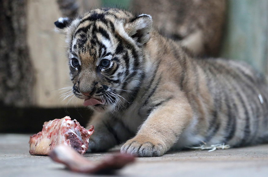 Pics Of Malayan Tigers Are The Cutest Thing You'll See Today - News18