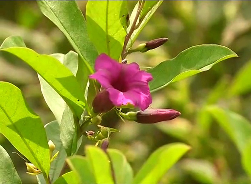 Neelakurinji: When the Hills Bloom Once in 12 Years - Photogallery