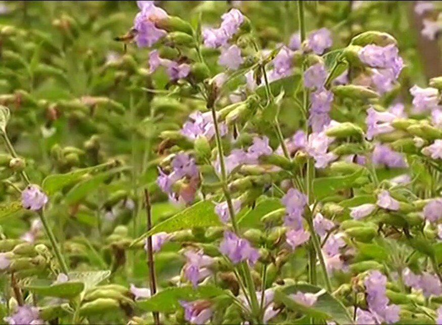 Neelakurinji: When the Hills Bloom Once in 12 Years - News18