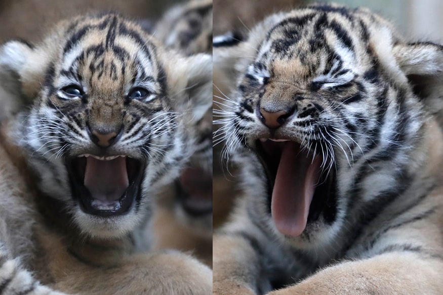 Pics Of Malayan Tigers Are The Cutest Thing You'll See Today - News18