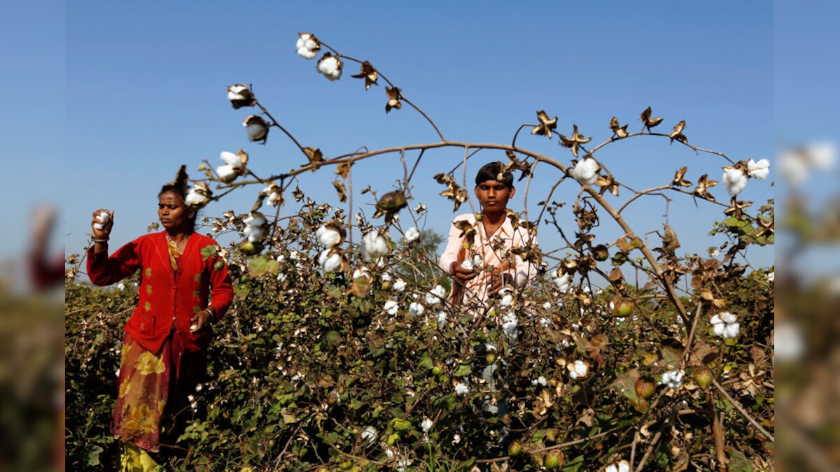 Maharashtra Farmers Sow 'Prohibited' HT Cotton to Protest Ban on ...