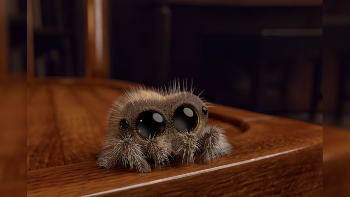 Meet Lucas, The Cutest Spider In The World And The Perfect Cure For ...