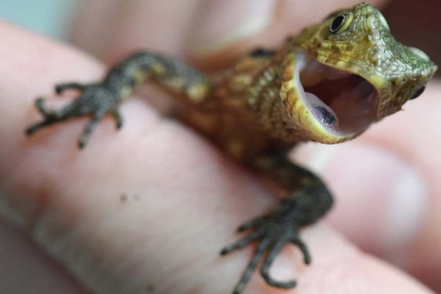 Thai Turtle, Crocodile Lizard Among 115 New Species Discovered in ...