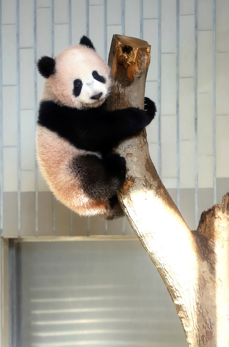 Tokyo's Baby Panda Makes First Appearance! See Cute Pictures... - News18