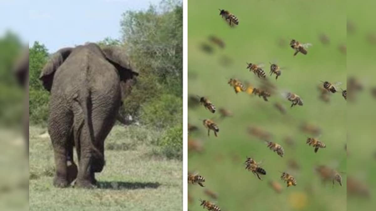 In South Africa, Bees Stop Elephants from Trampling Trees, Wiping Out ...