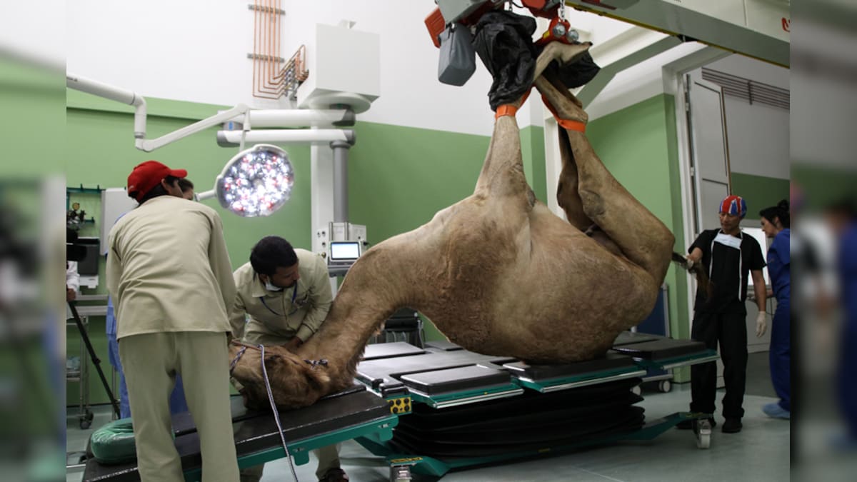 Treating Bumps and Humps: Dubai Opens $10 million Camel Hospital - News18