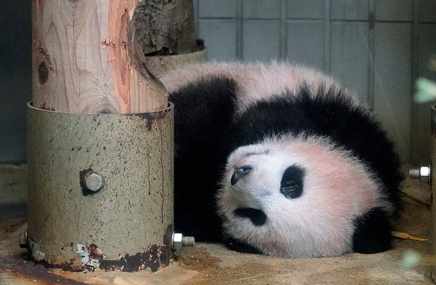 Tokyo's Baby Panda Makes First Appearance! See Cute Pictures... - News18