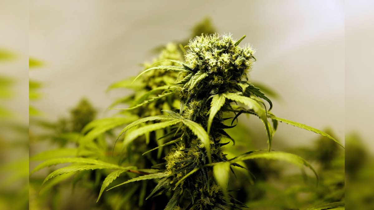 Joint Session: Marijuana Found Growing at Japan MPs' Building - News18