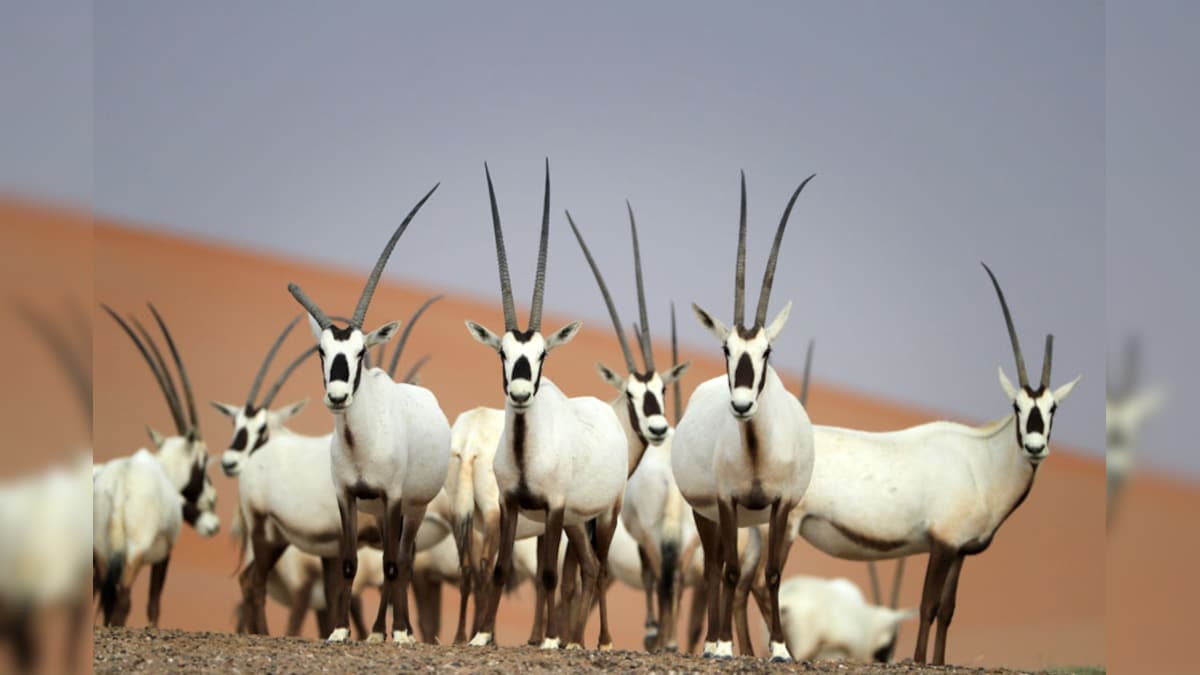 Oman Opens Sprawling Oryx Reserve to Ecotourists
