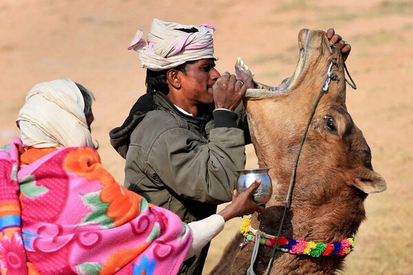Camel News: Latest Camel News and Updates at News18