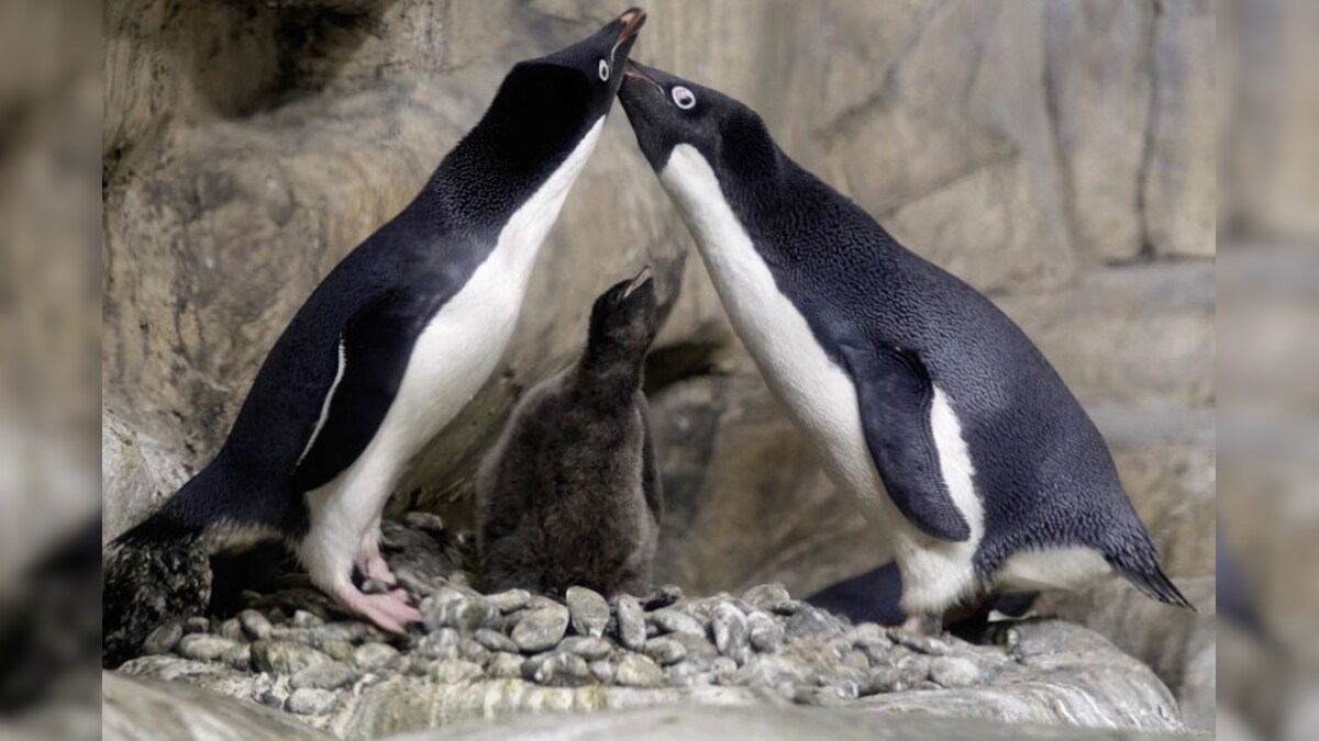 World's First Gender-Neutral Penguin Raised by Same-Sex Parents at ...