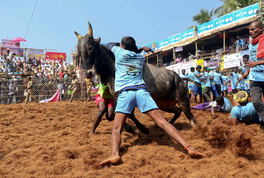 Jallikattu: The Bull Taming Festival in Tamil Nadu; See Pictures - News18