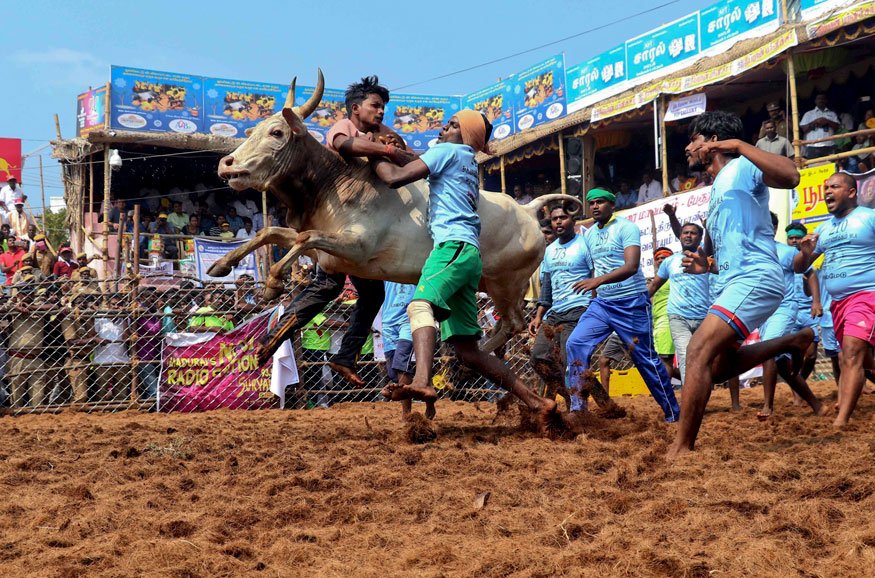 Jallikattu: The Bull Taming Festival in Tamil Nadu; See Pictures - News18