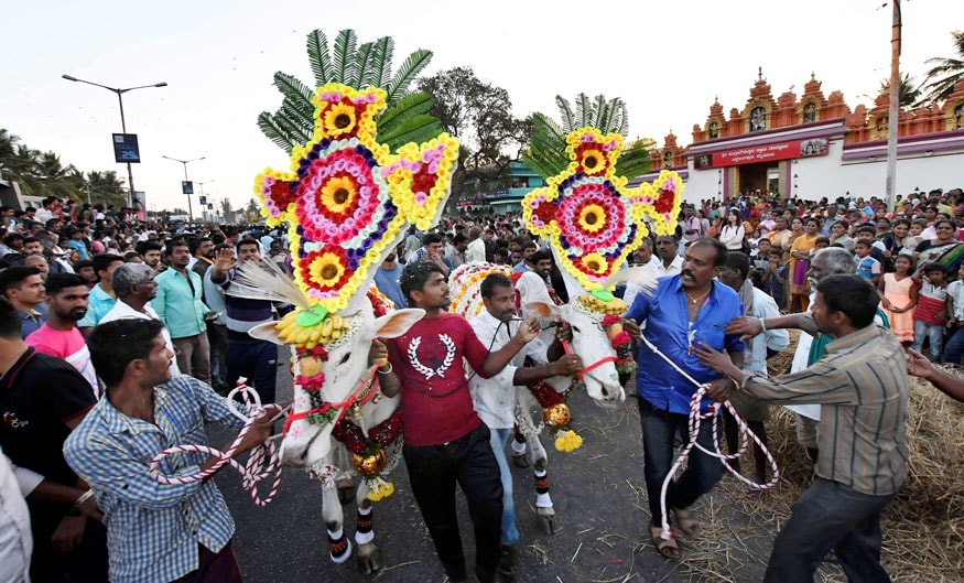 PICS: How India Celebrates Makar Sankranti, Pongal, Lohri & Bihu - News18