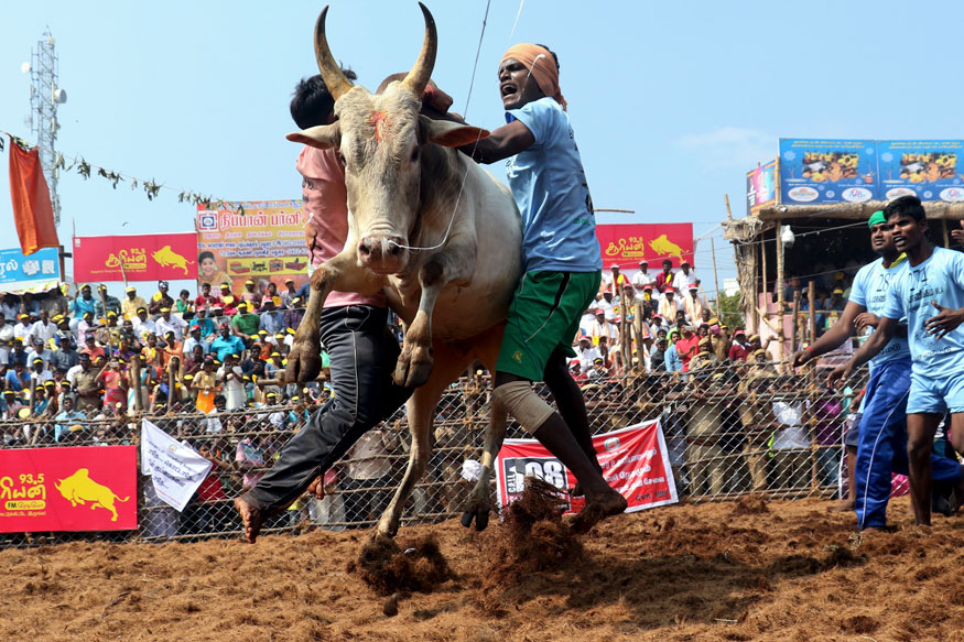 Jallikattu: The Bull Taming Festival in Tamil Nadu; See Pictures ...