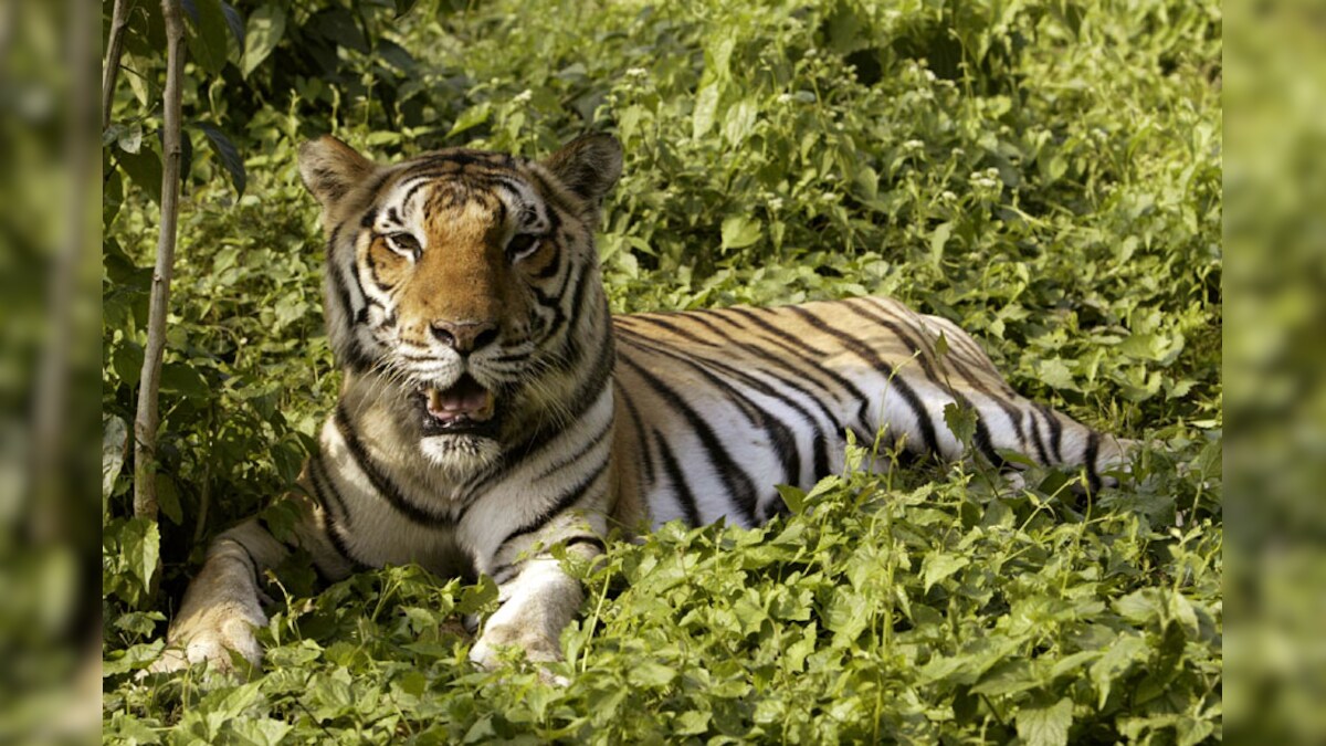 Climate Change May Wipe Out Bengal Tiger from Sunderbans, Finds New Study