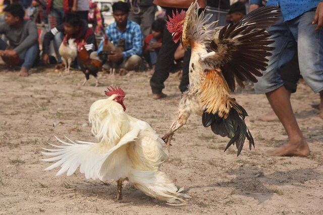 FIFA World Cup 2018: Russia Says No to Nigerian Fans' Chicken Requests ...