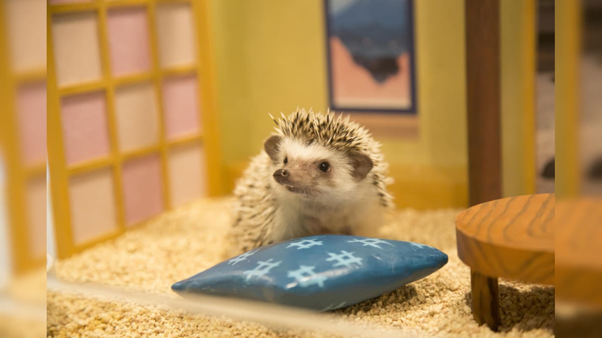 Japan Opens Its First Ever Hedgehog Cafe; See Pics - News18
