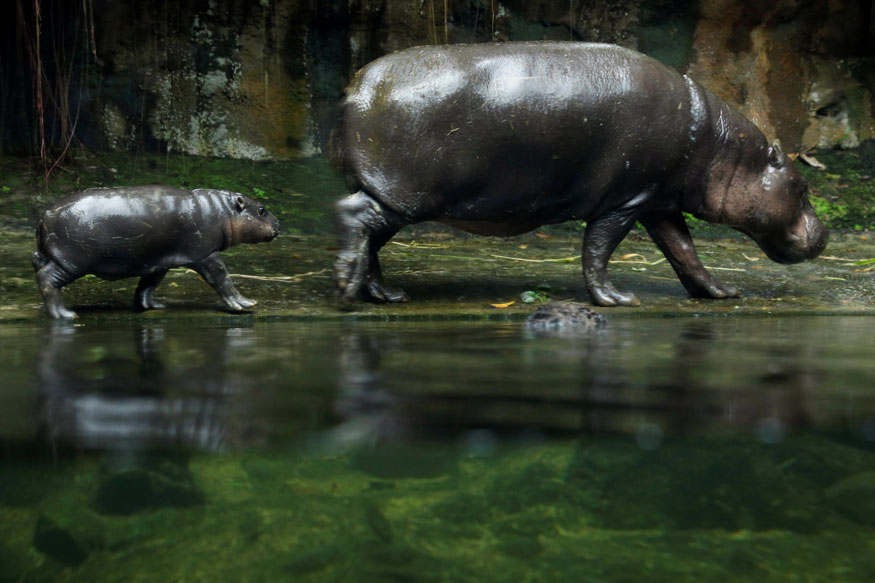 In Pictures: Newborn Baby Animals at Singapore Zoo - News18