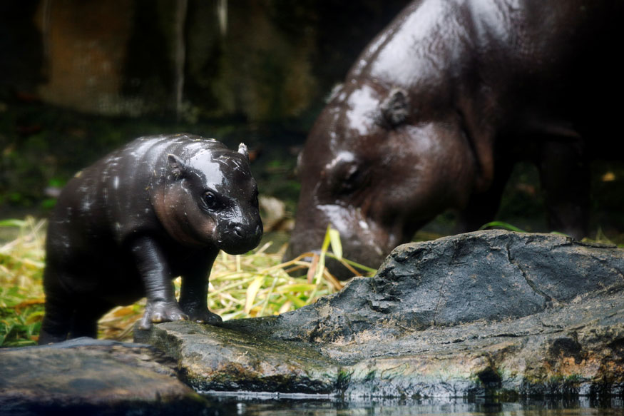 In Pictures: Newborn Baby Animals at Singapore Zoo - News18